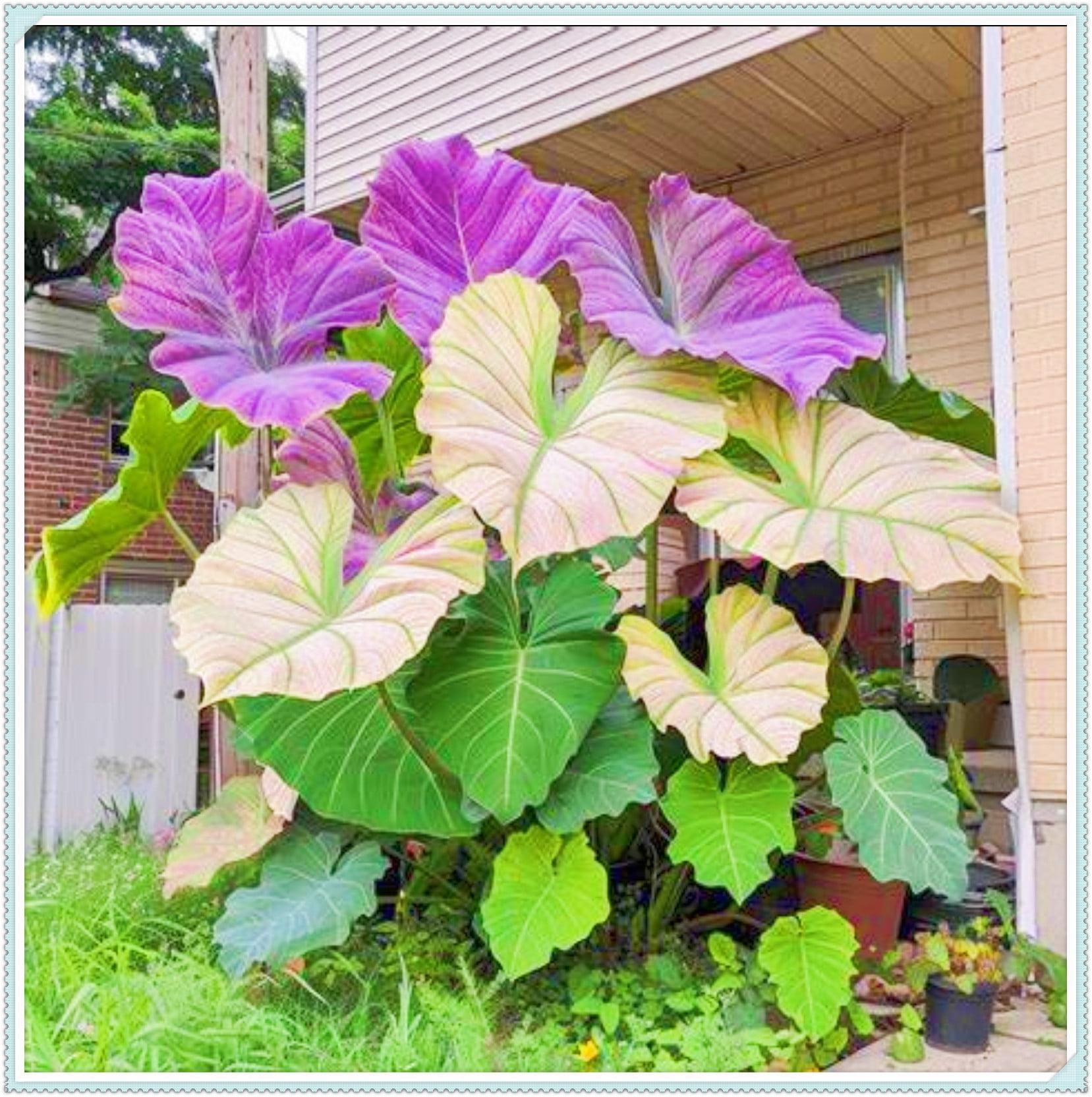elephant ear Pots to Grow Indoors or Outdoor Gardens Decoration ...
