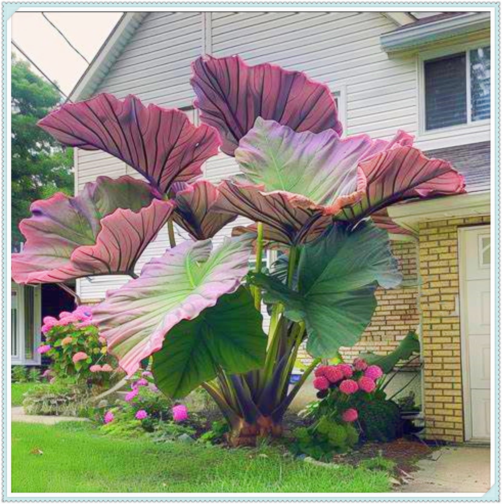 elephant ear Pots to Grow Indoors or Outdoor Gardens Decoration ...