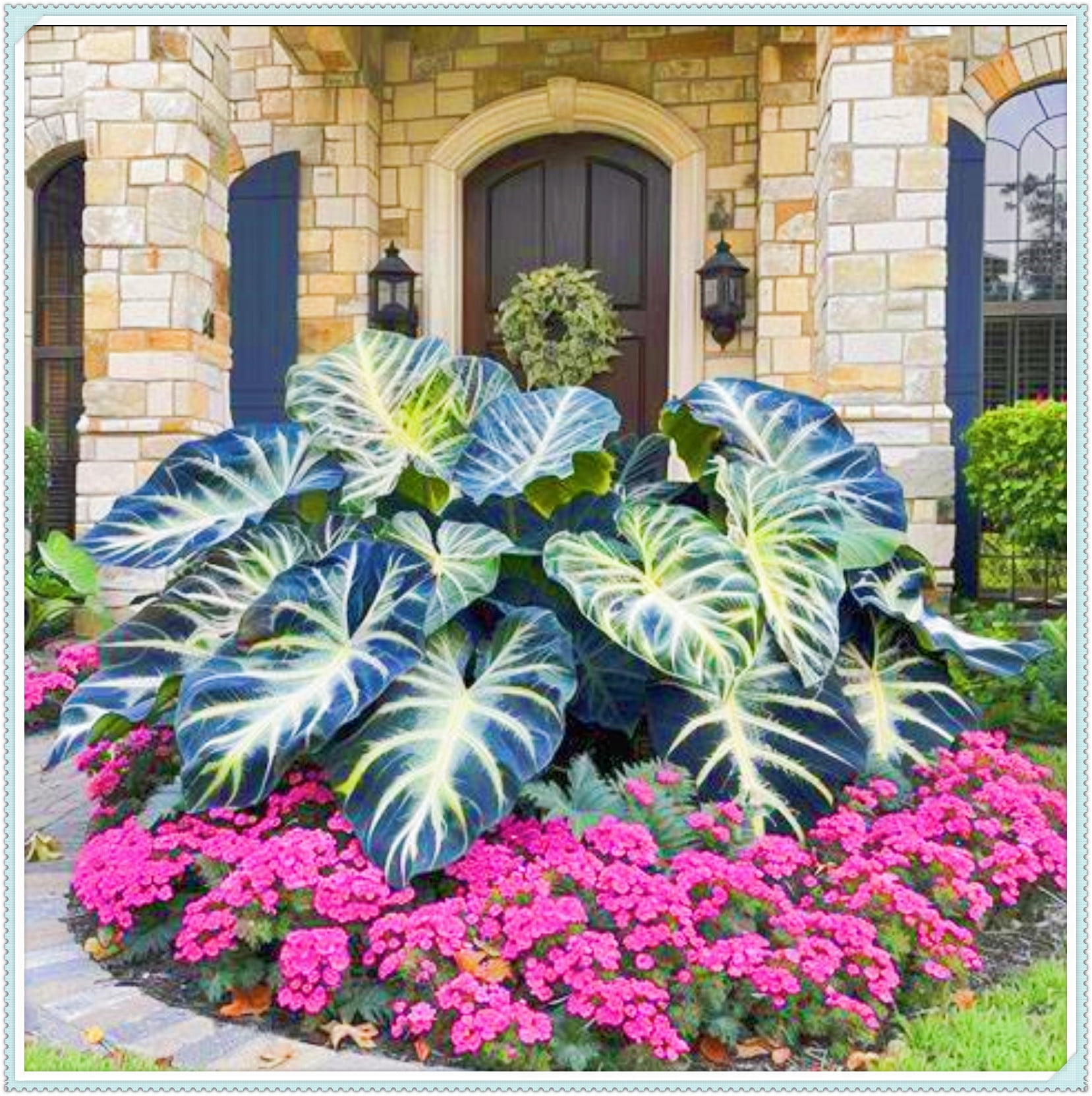 elephant ear Pots to Grow Indoors or Outdoor Gardens Decoration ...