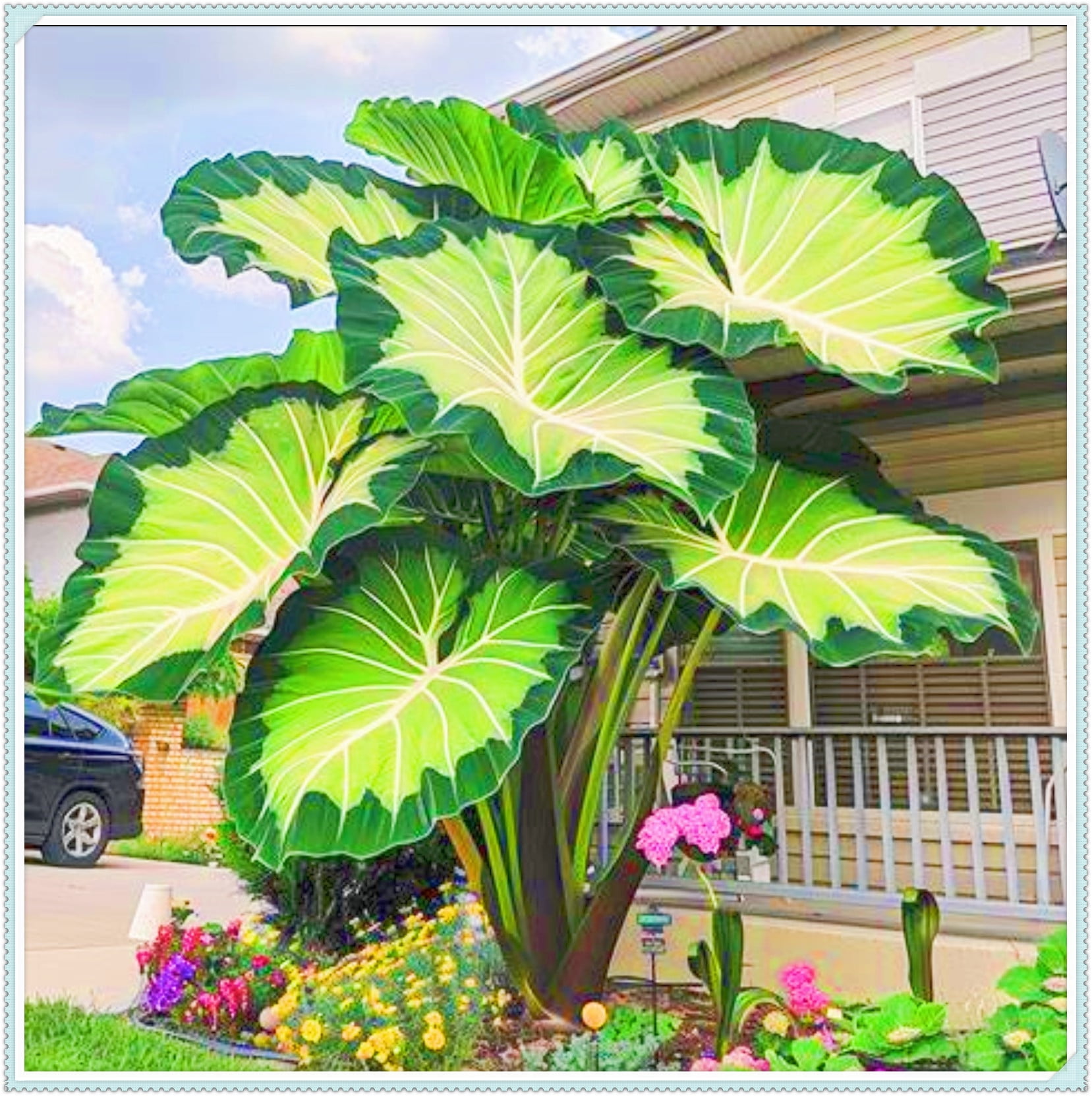 elephant ear Pots to Grow Indoors or Outdoor Gardens Decoration ...