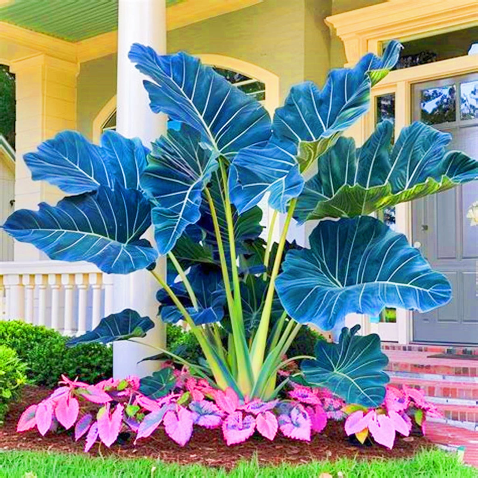 elephant ear Pots to Grow Indoors or Outdoor Gardens Decoration ...