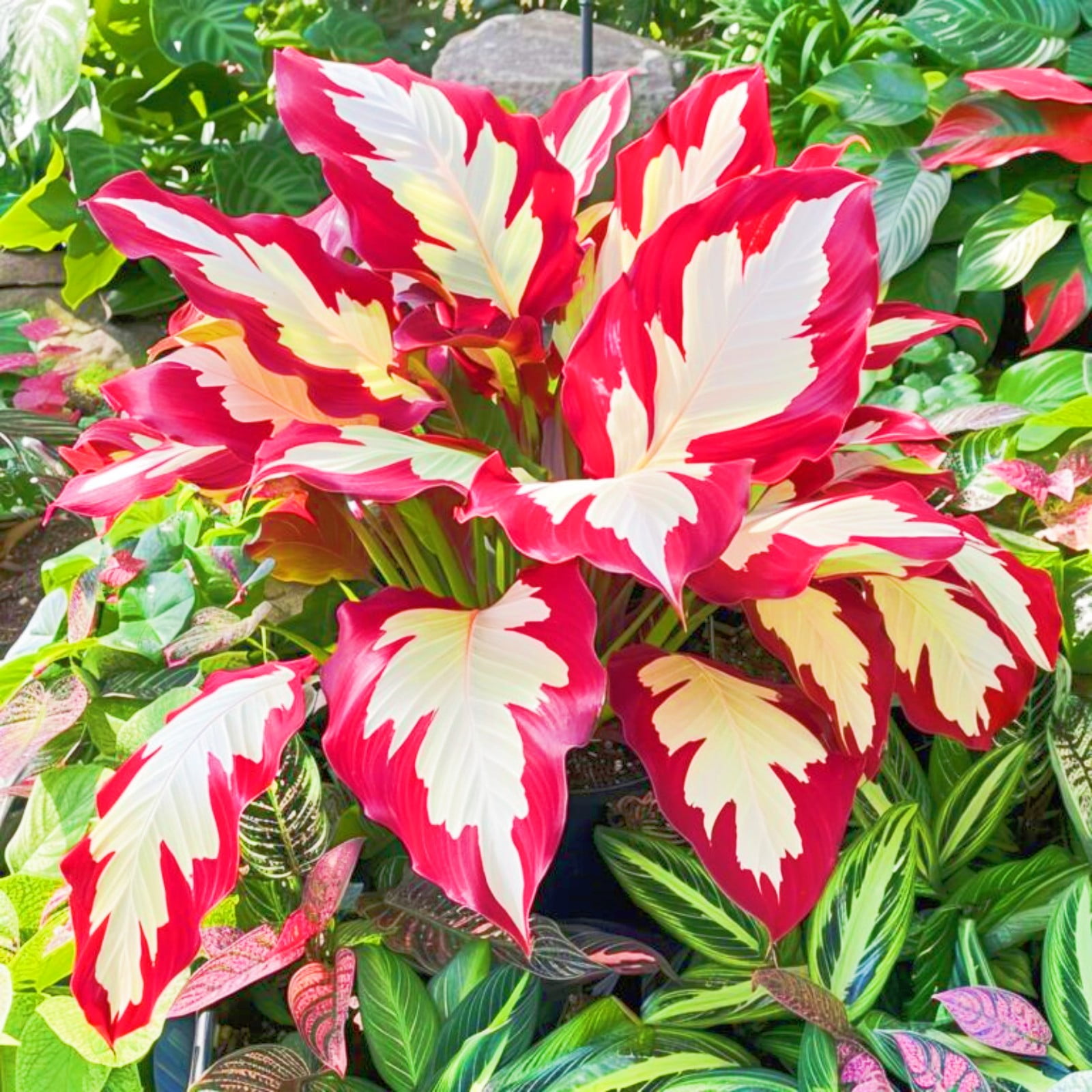 elephant ear Pots to Grow Landscaping Great for Bonsai - Walmart.com