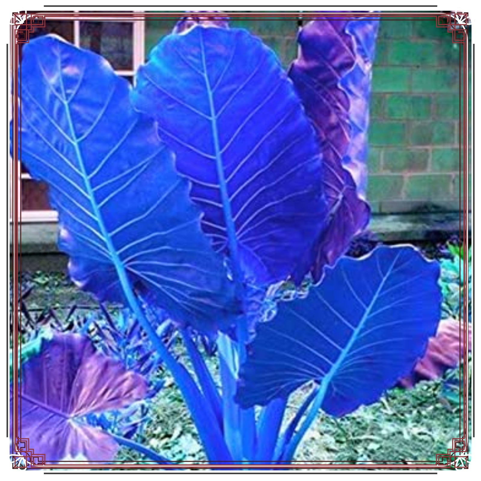 elephant ear Pots to Grow Landscaping Great for Bonsai - Walmart.com