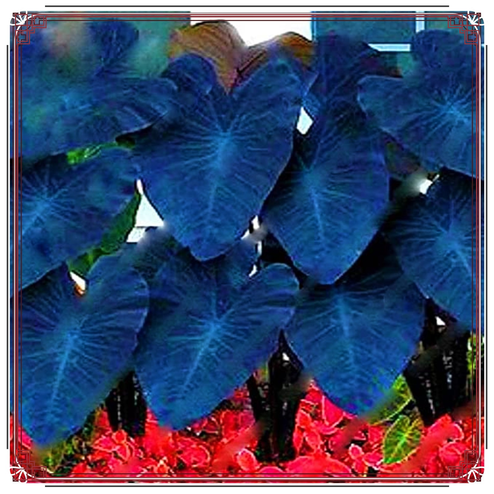 elephant ear Pots to Grow Landscaping Great for Bonsai - Walmart.com