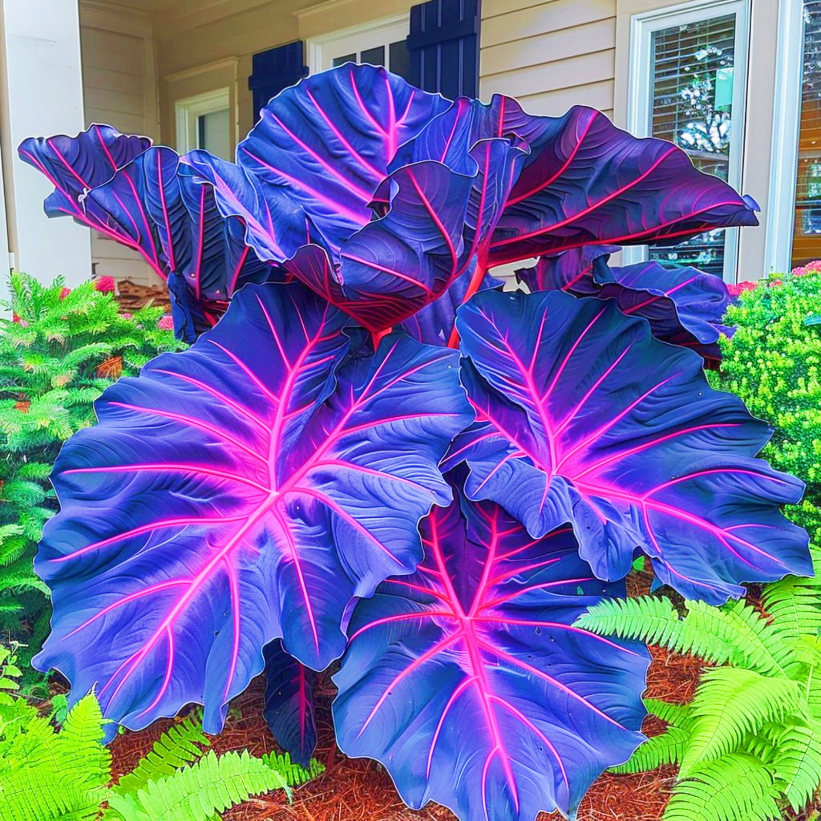 elephant ear Pots to Grow Landscaping Great for Bonsai - Walmart.com