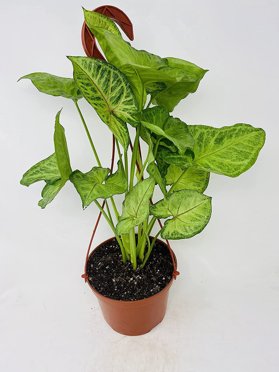 eneric Arrowhead Plant Bold Allusion Syngonium/Nephthytis in 6" Hanging ...