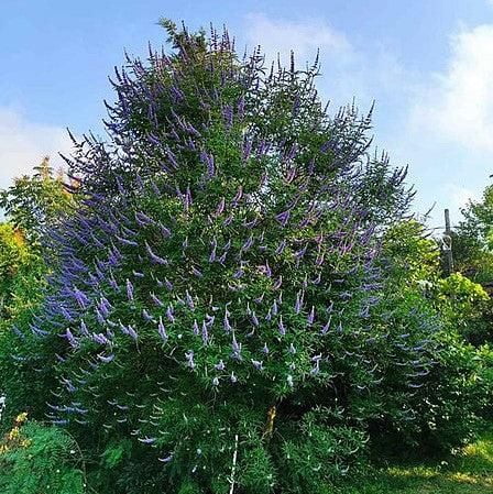 Shoal Creek Chastetree (3.25 Gallon) Shrub - Full Sun Live Outdoor ...