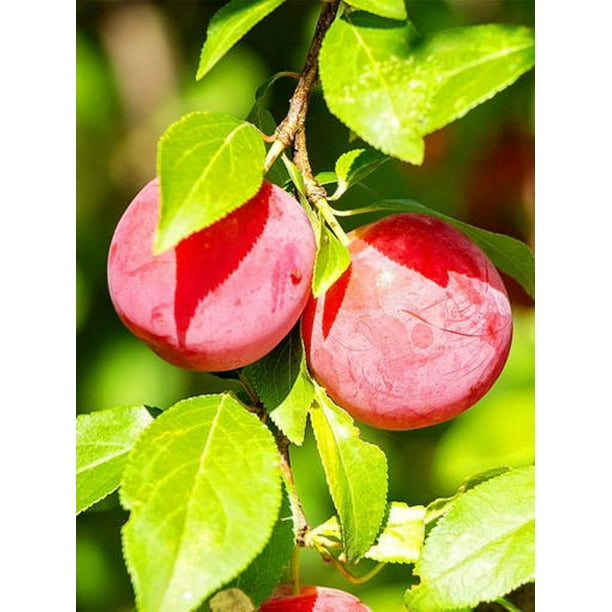 expert gardener plum au rosa - Walmart Business Supplies