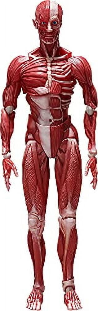 figma Human Model Non-scale ABS & PVC Pre-painted Movable Figure F51042 - Walmart.com