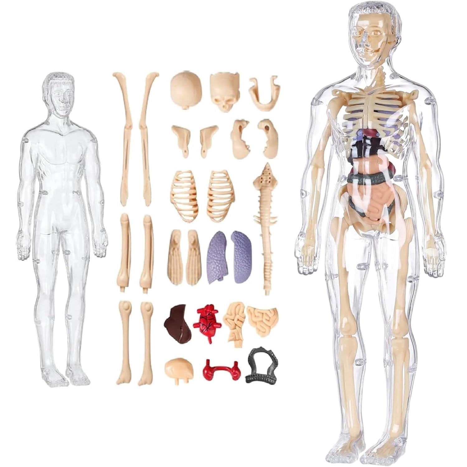 fourthline Human Body Model For Kids, Fully Transparent Body Parts For ...