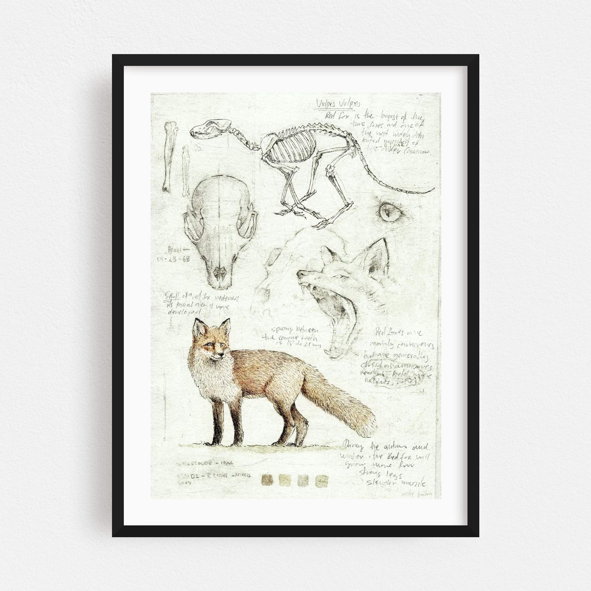 fox anatomy - Drawing Fox Wildlife Illustration Sketch Black Framed ...