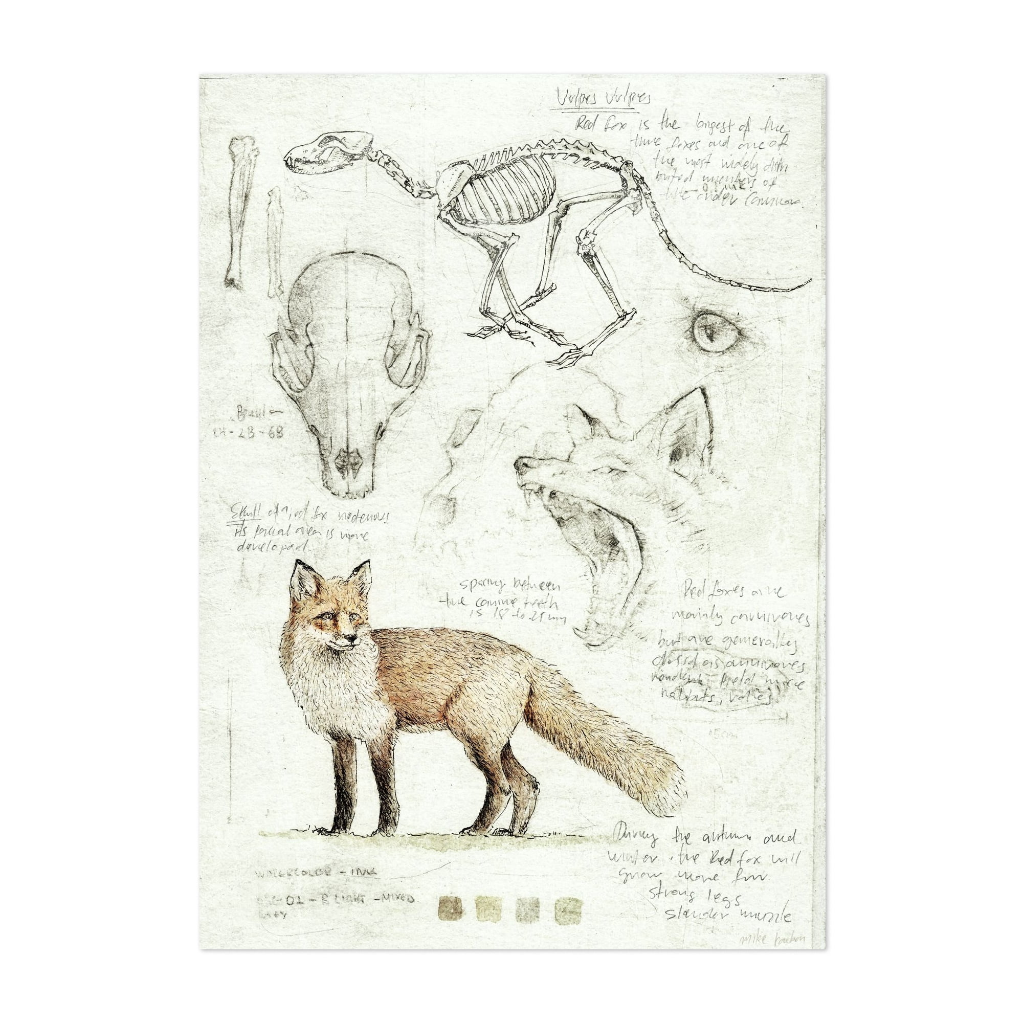 fox anatomy - Drawing Fox Wildlife Illustration Sketch Unframed Wall ...