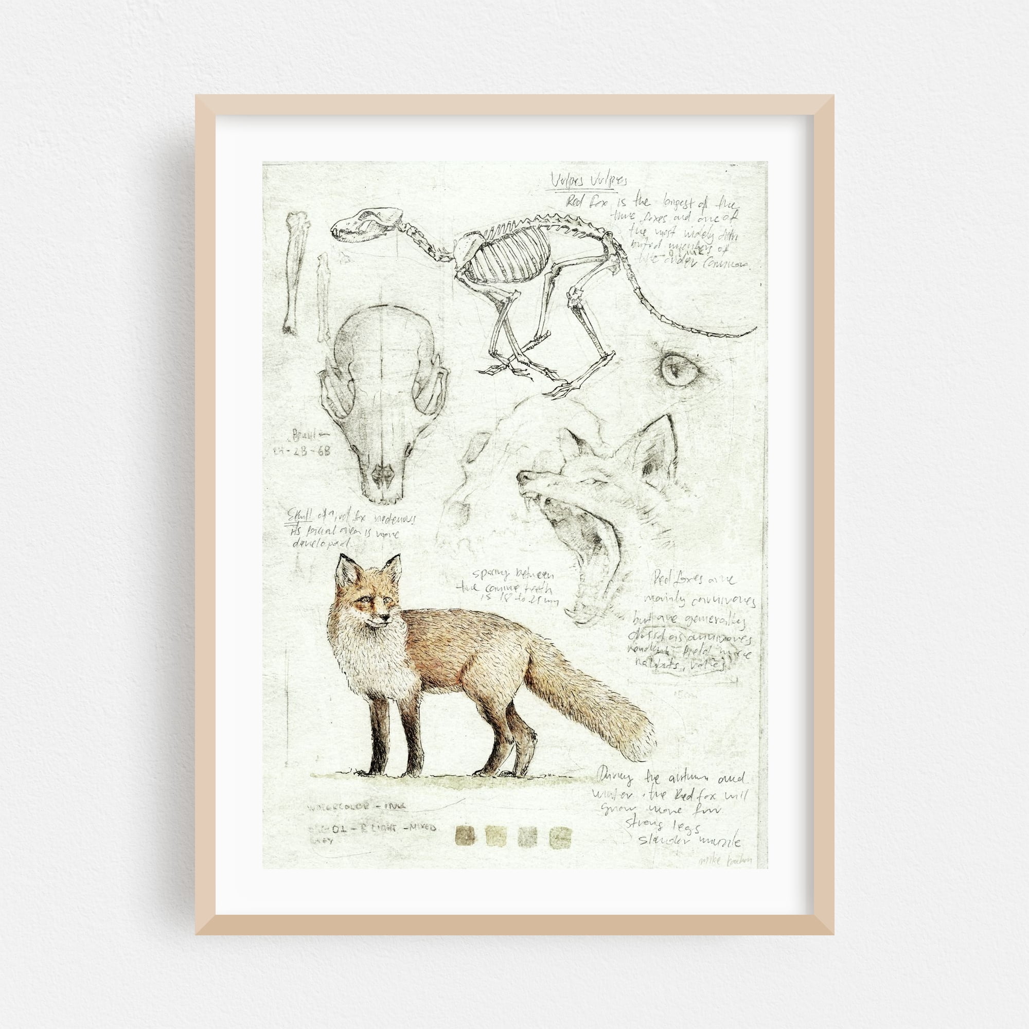 fox anatomy - Drawing Wildlife Oak Framed Wall Art Print 20 x 30 inches ...