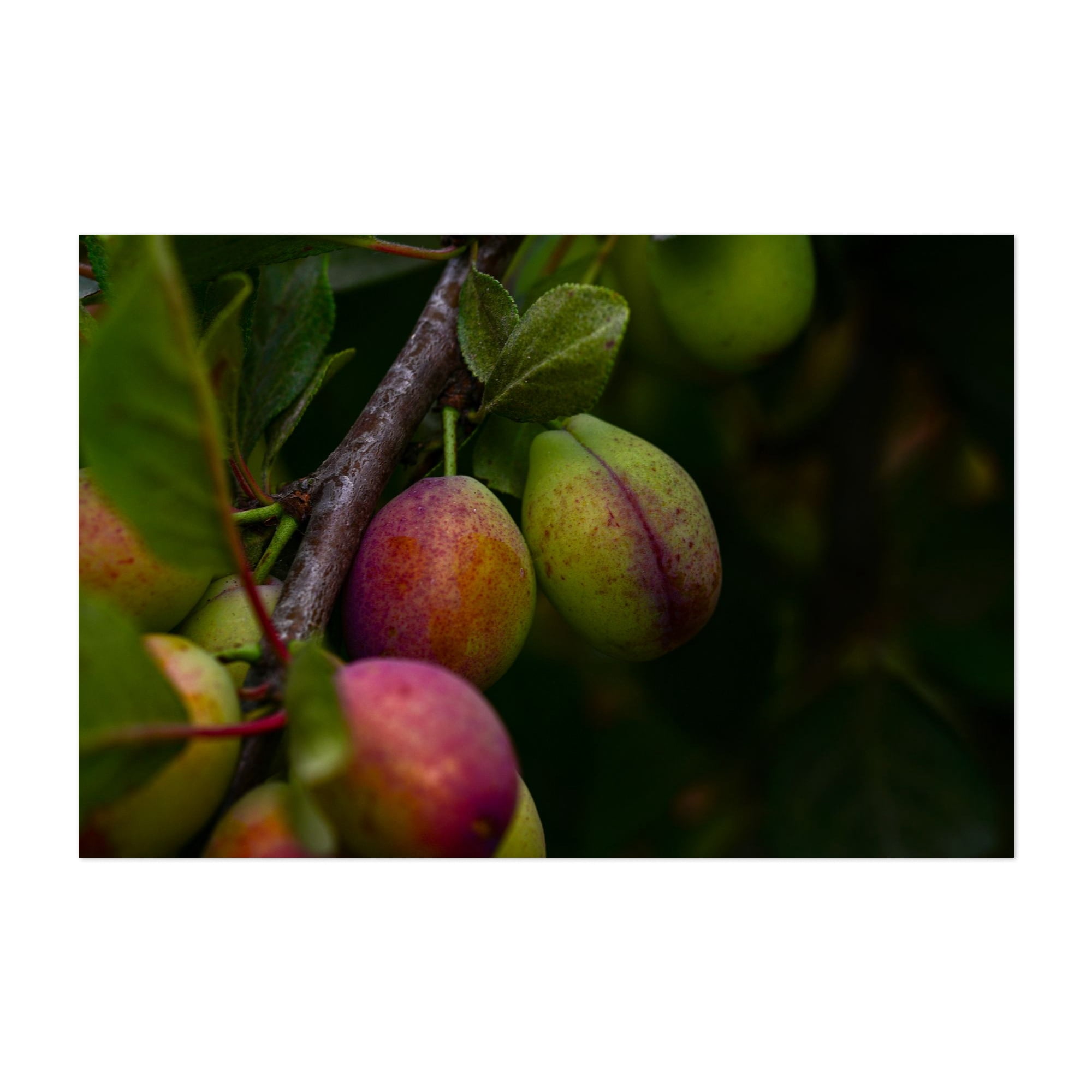 fruit plums on branch of tree - Carmel Valley California Photography ...