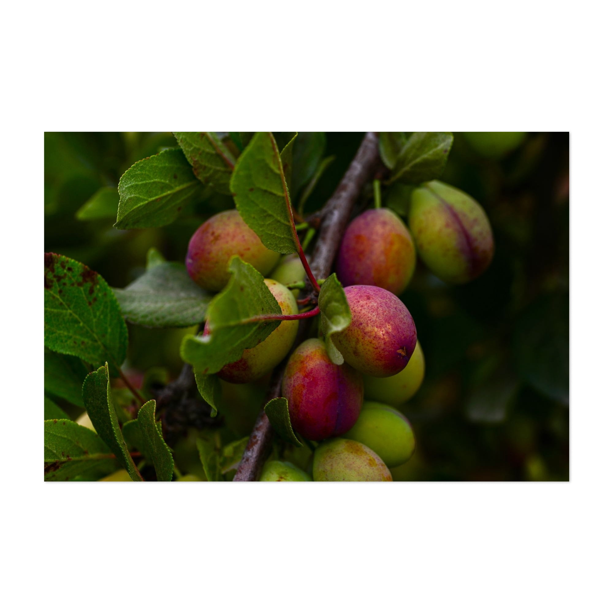 fruit tree plums on branches - Carmel Valley California Photography ...