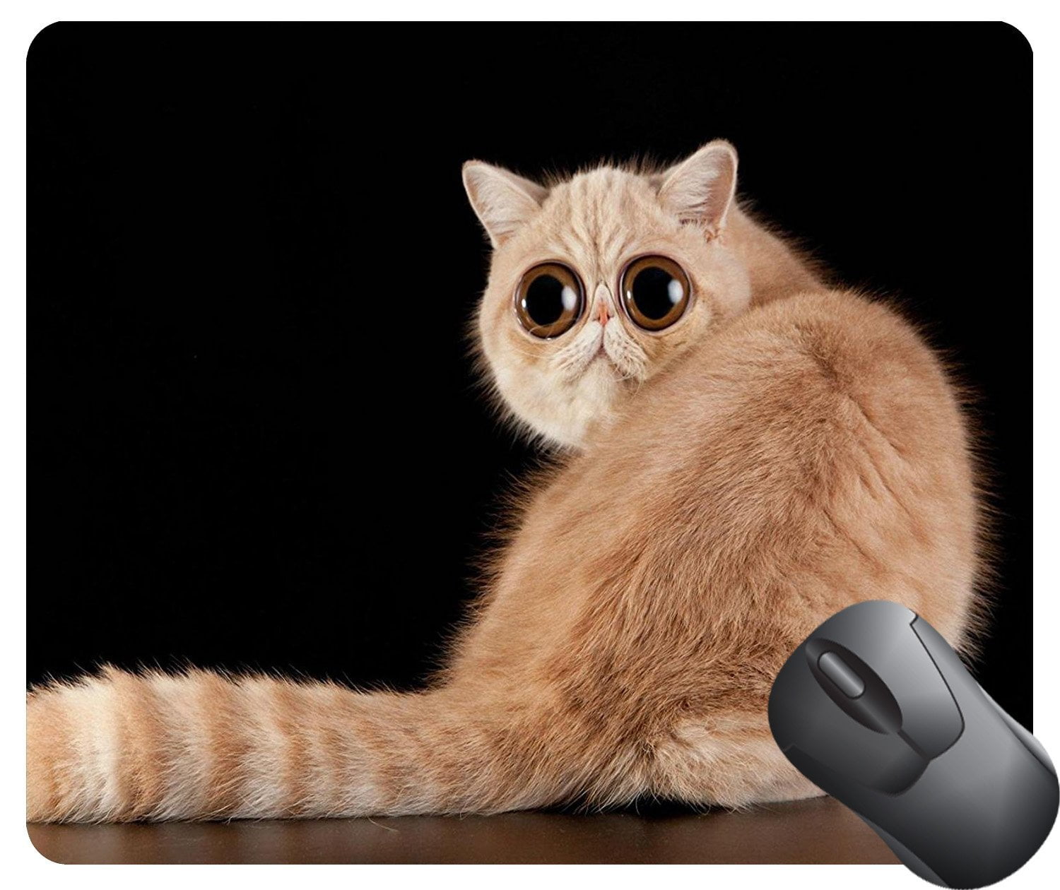 funny surprised cat Exotic domestic cat Mouse pads Gaming Mouse Pad 9 ...