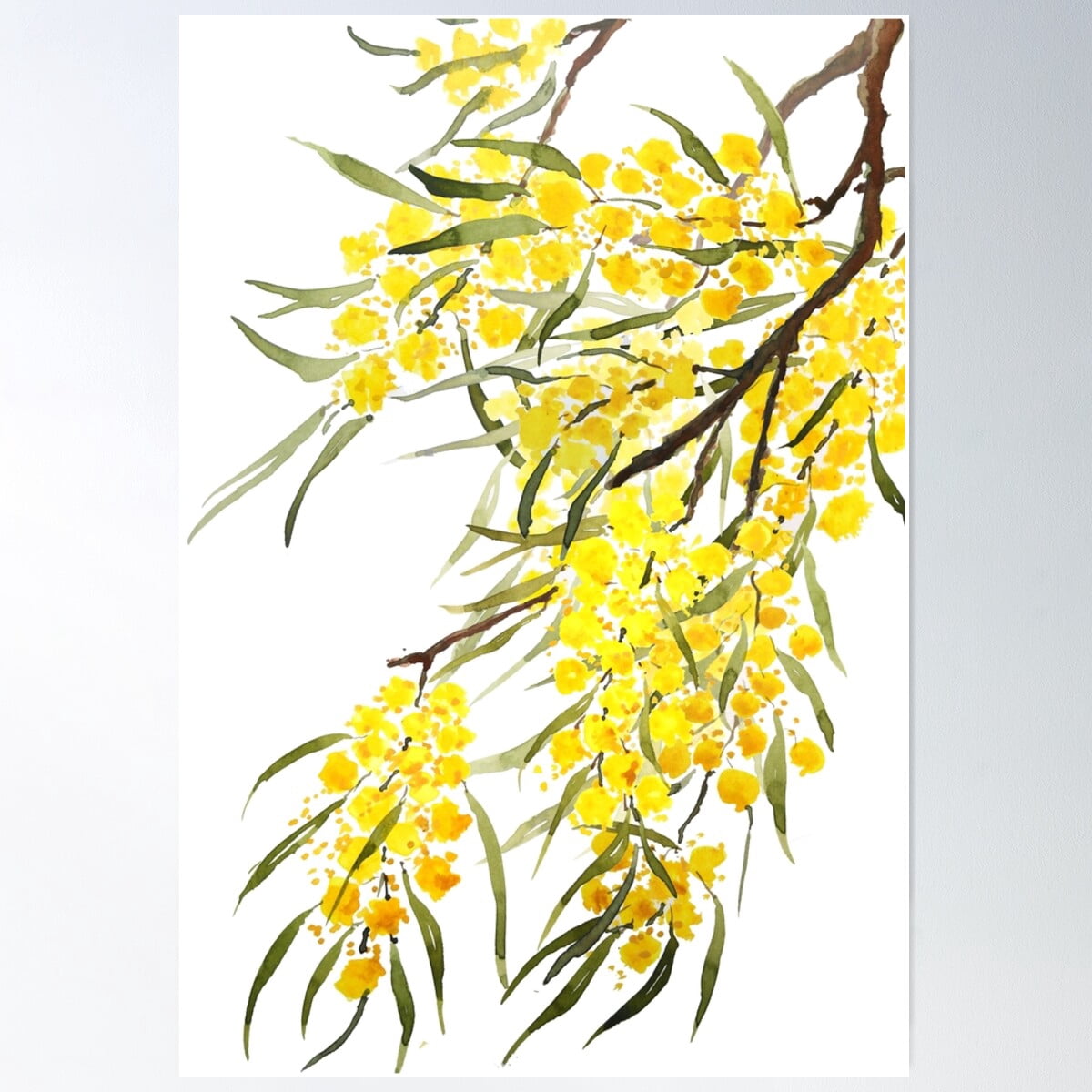 hand painted golden wattle flower watercolor Poster, 24x36 UNFRAMED ...