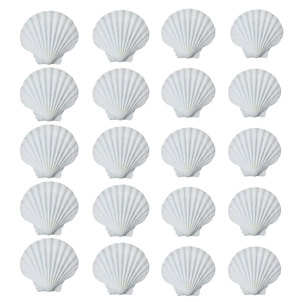 hejhncii 20Pcs Large White Scalloped Shells for Crafts Ocean Themed ...