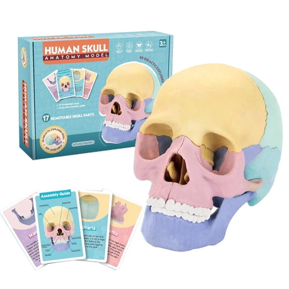 hejhncii Exploded Skull Model Human Skull Model For ...