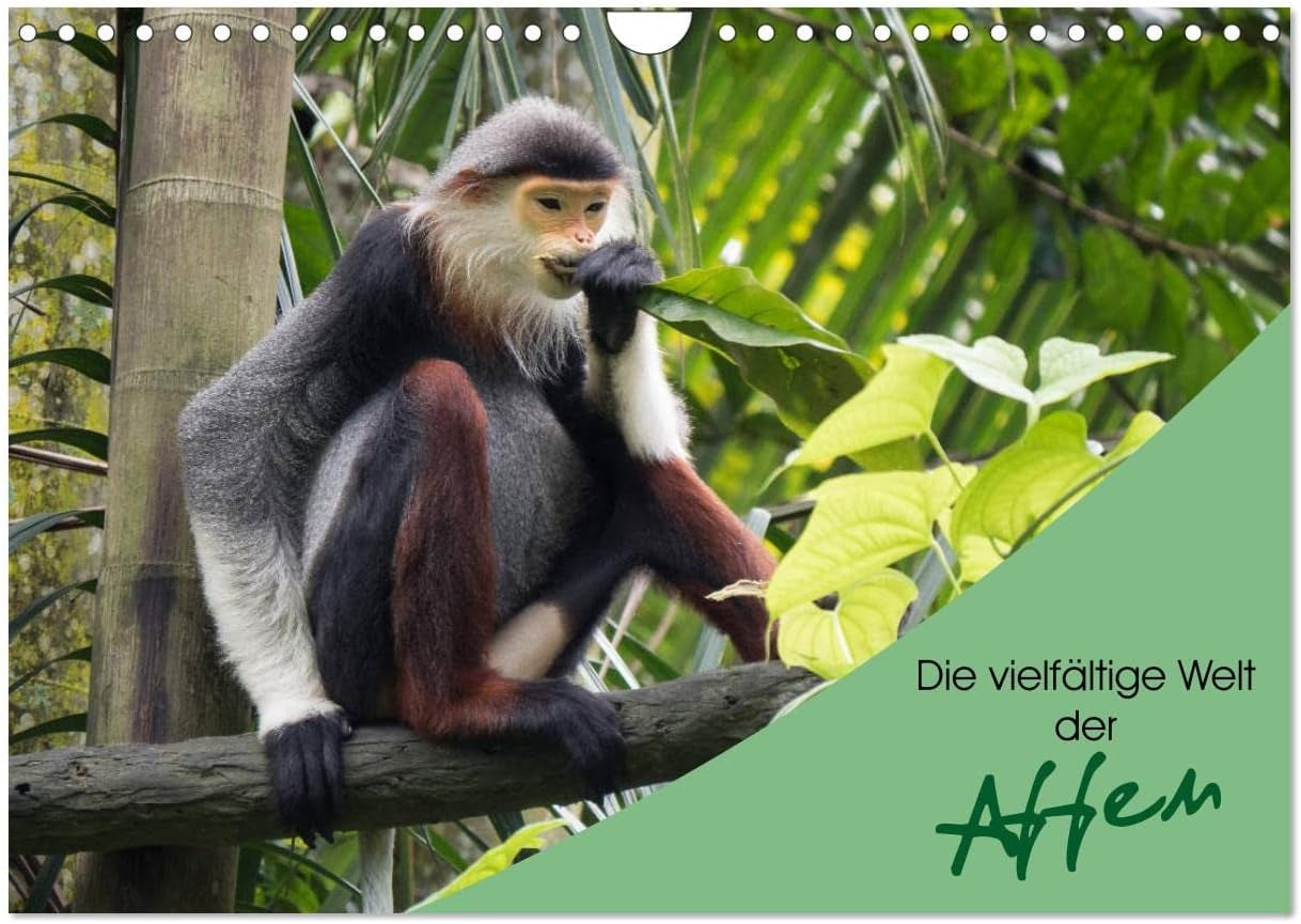 hgudesign The Diverse of Monkeys, US-Version (Wall Calendar 2026 DIN ...