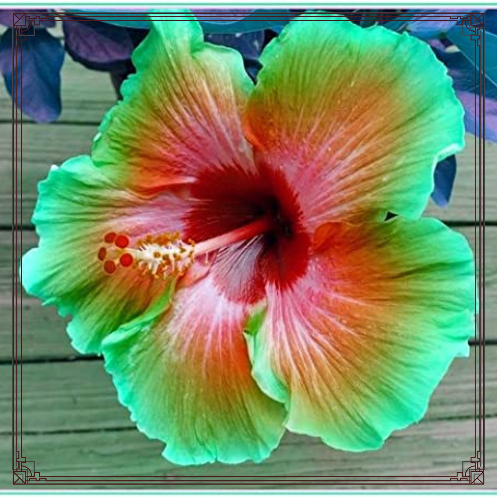 hibiscus Bulbs hibiscus Planting Bulbs Ornamental Hard-Artificial Herbs ...