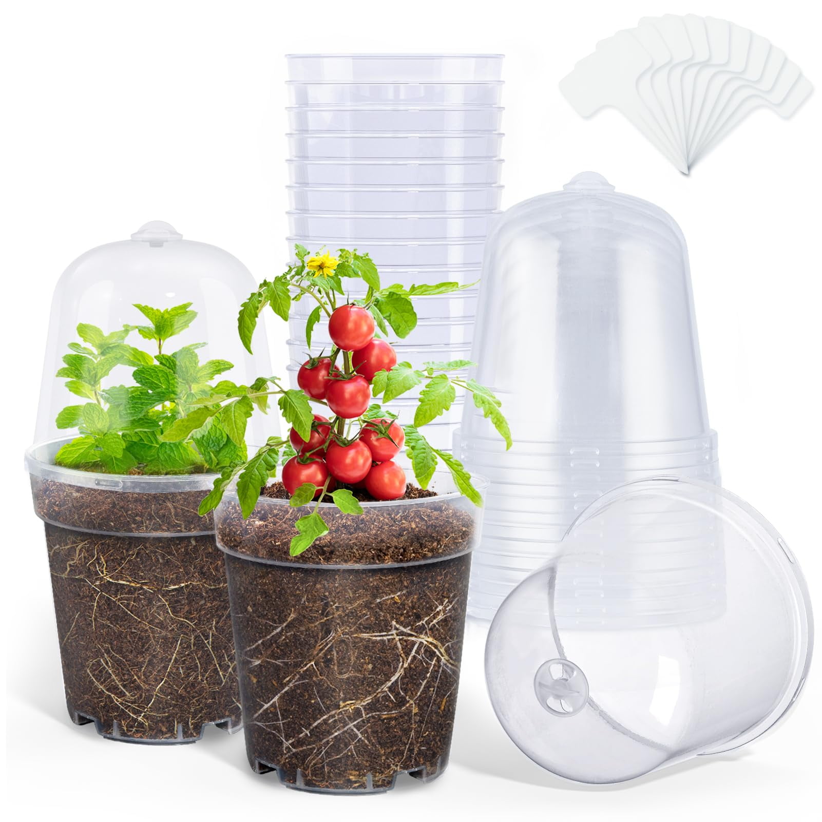 Frozen Seed Capsules AJH3 - New Yorker Tomato - Grow Now or Store for ...