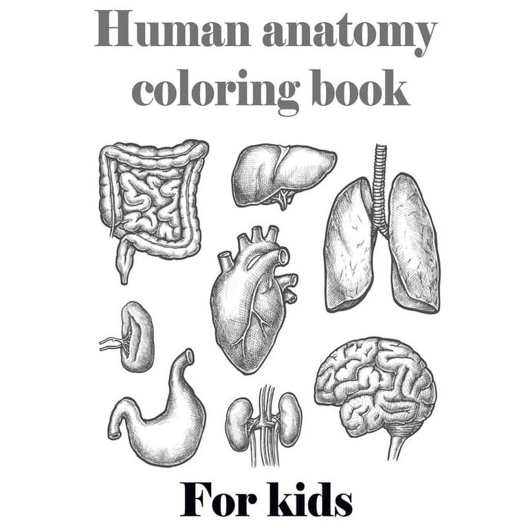 internal organs coloring pages