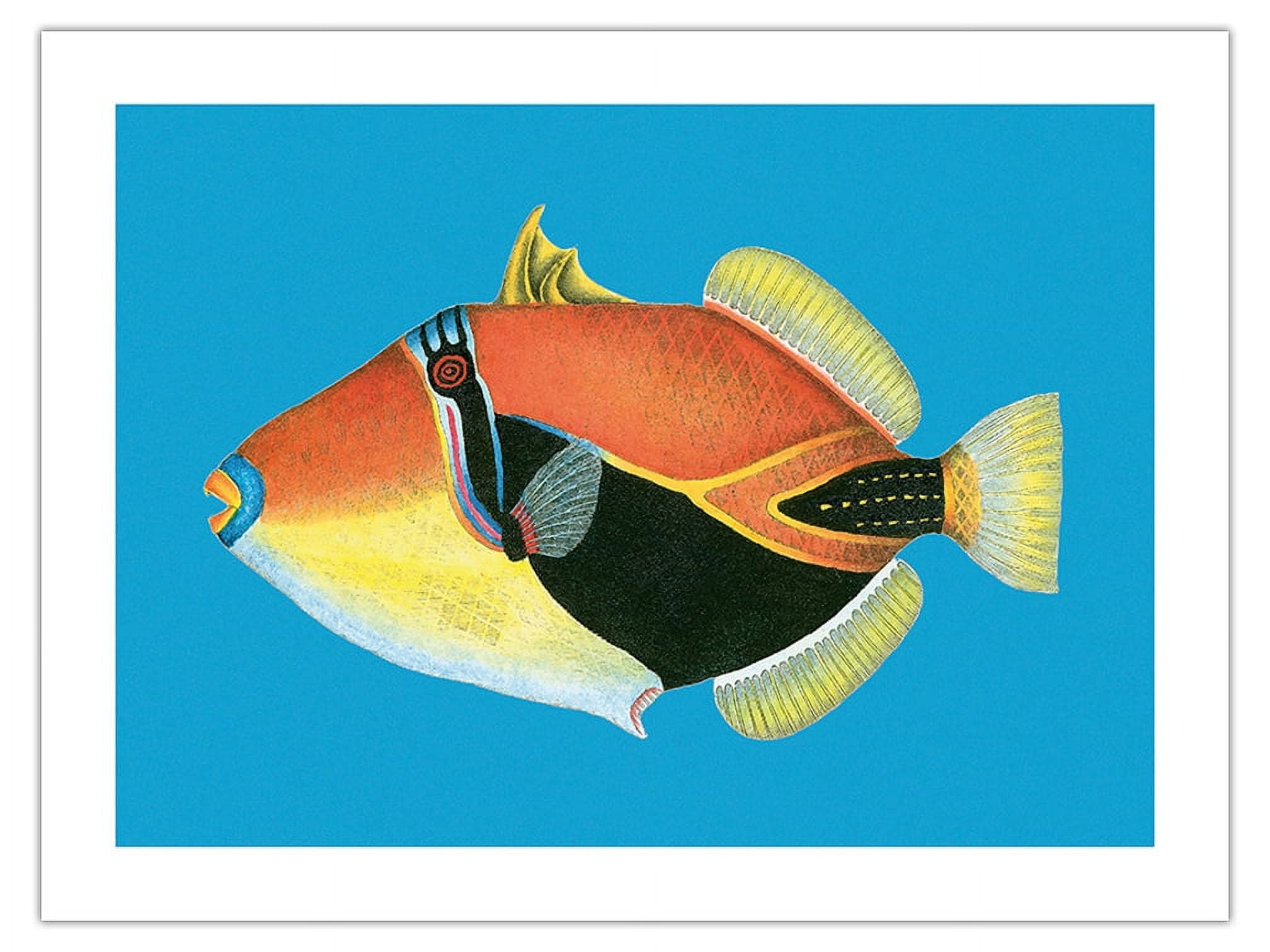 humuhumunukunukuāpuaʻa - Hawaiian Trigger Fish - Vintage Colored ...