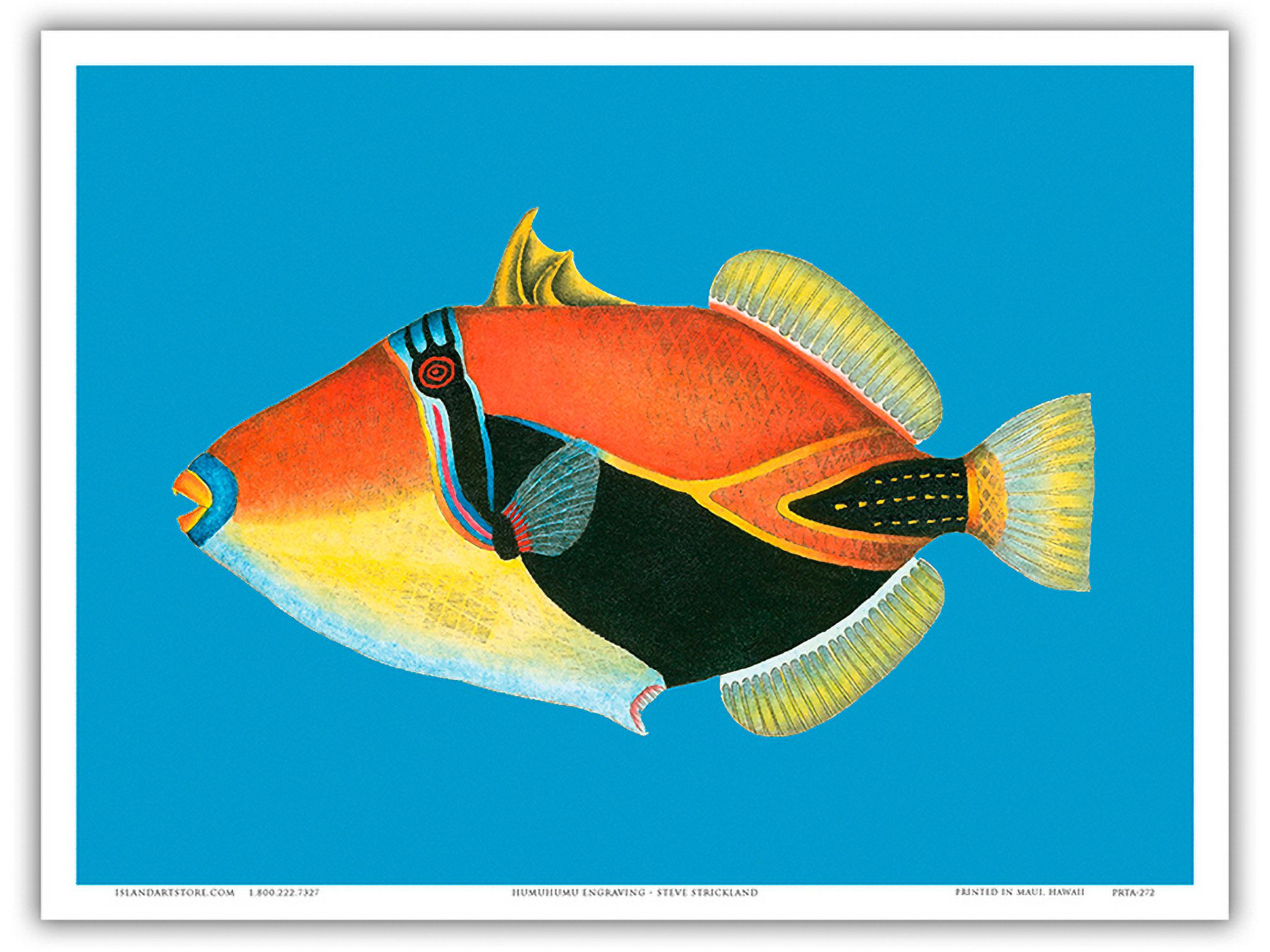 humuhumunukunukuāpuaʻa - Hawaiian Trigger Fish - Vintage Colored ...