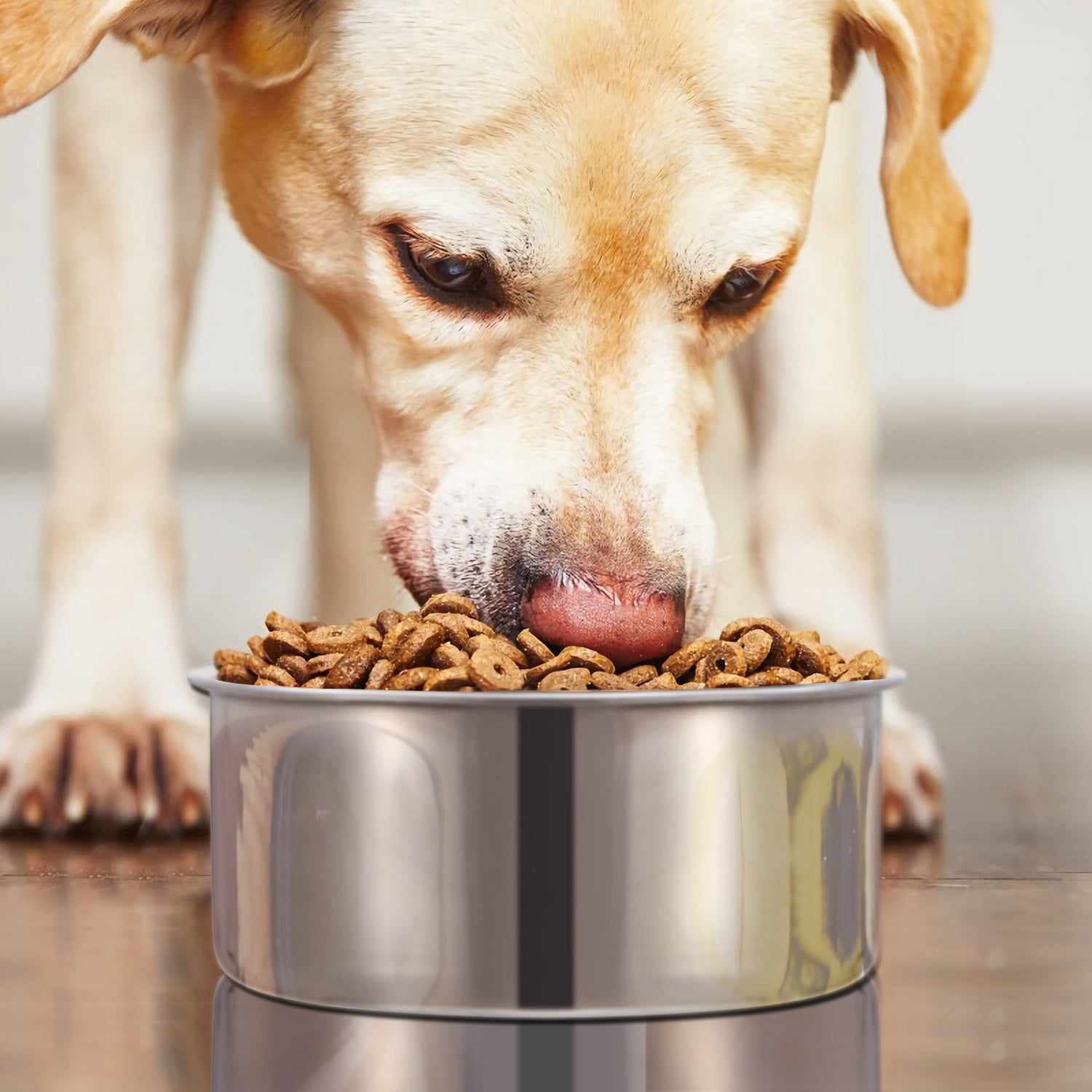 iMountek Stainless Steel Dog Bowl Pets Hanging Food Bowl with Clamp ...