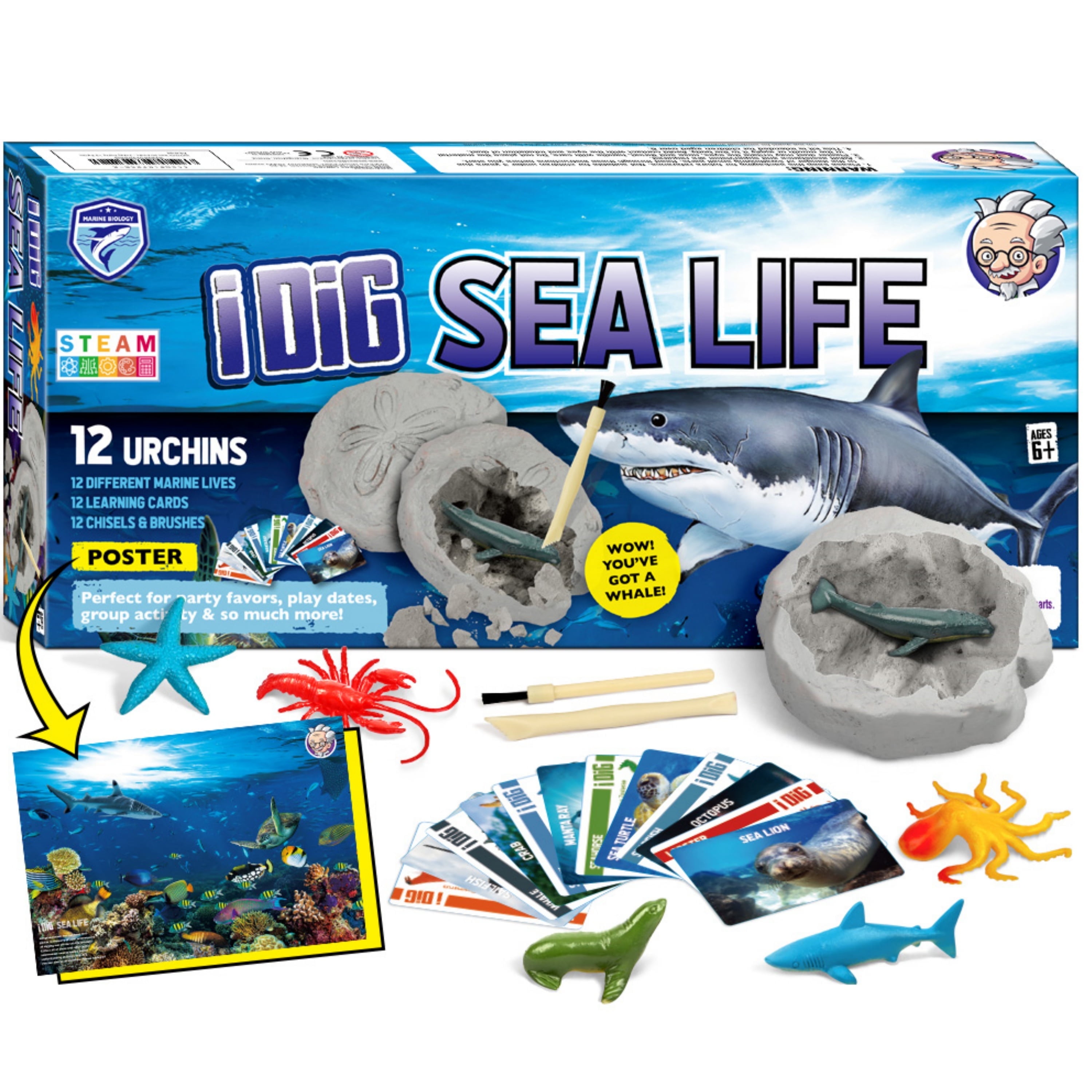 Piano Potato Ocean Organism Dig Kit for Kids, Dig up 12 Sea Creatures ...