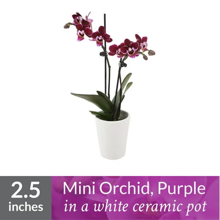 Just Add Ice Mini Orchid Plant, 6-10” Tall, Purple Orchid, 2.5” White ...