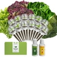 inbloom Lettuce Seed Pod Kit for for AeroGarden, Ahopegarden ...