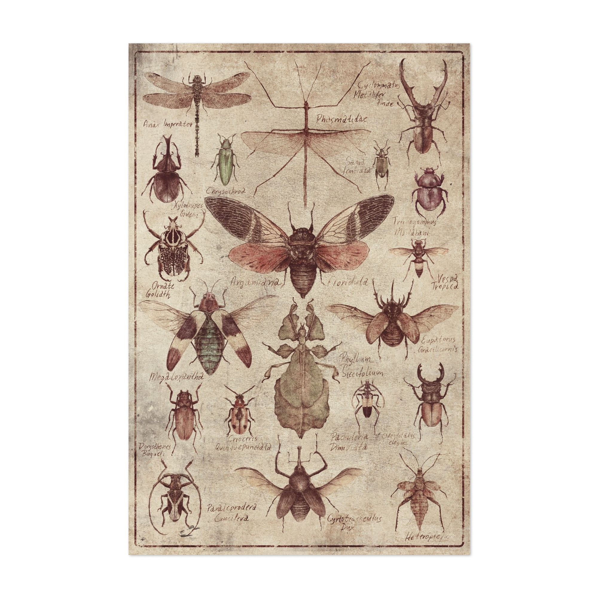 insects II - Drawing Insect Nature Vintage Botanical Illustration Art ...