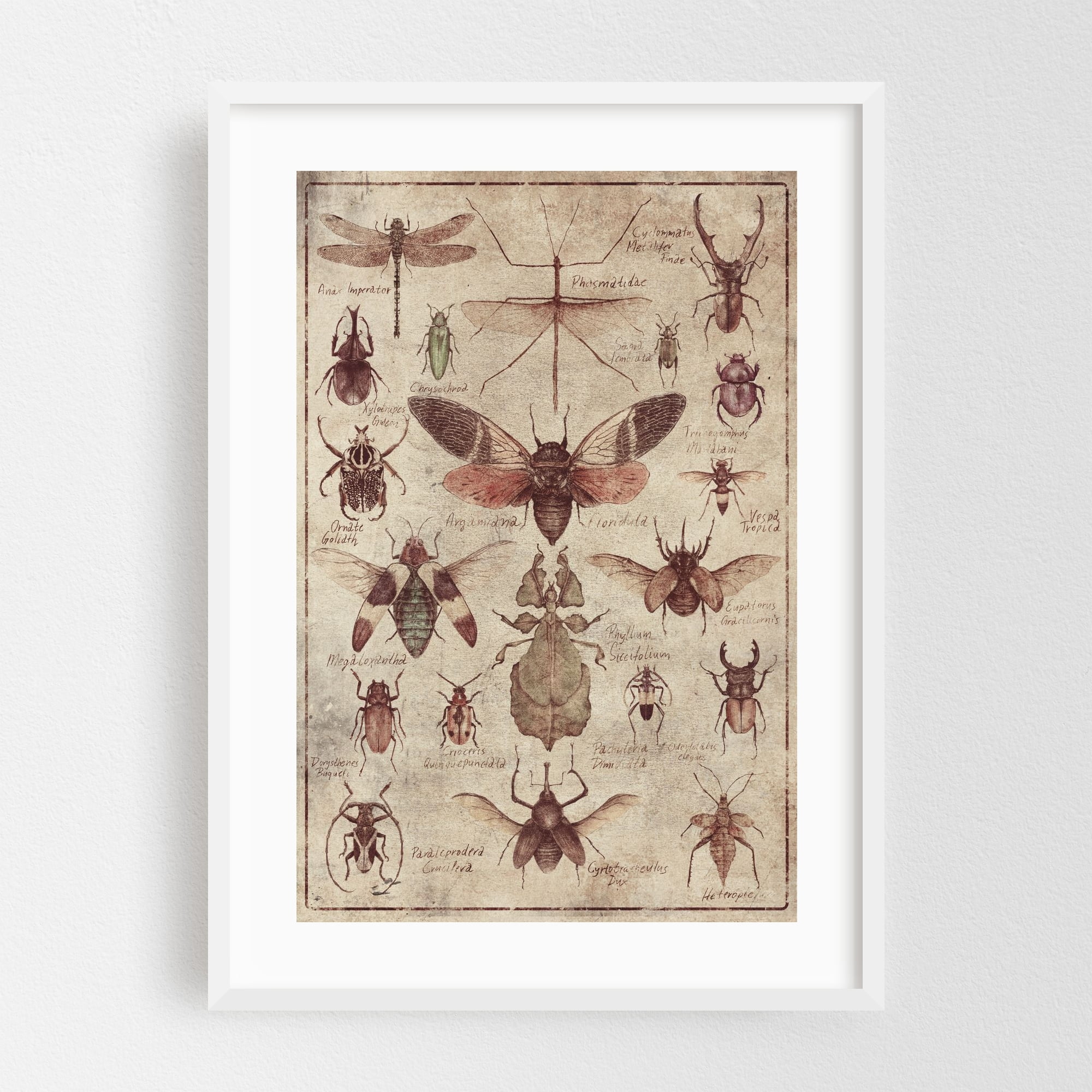 insects II - Drawing Nature Vintage Botanical Art Deco White Framed ...