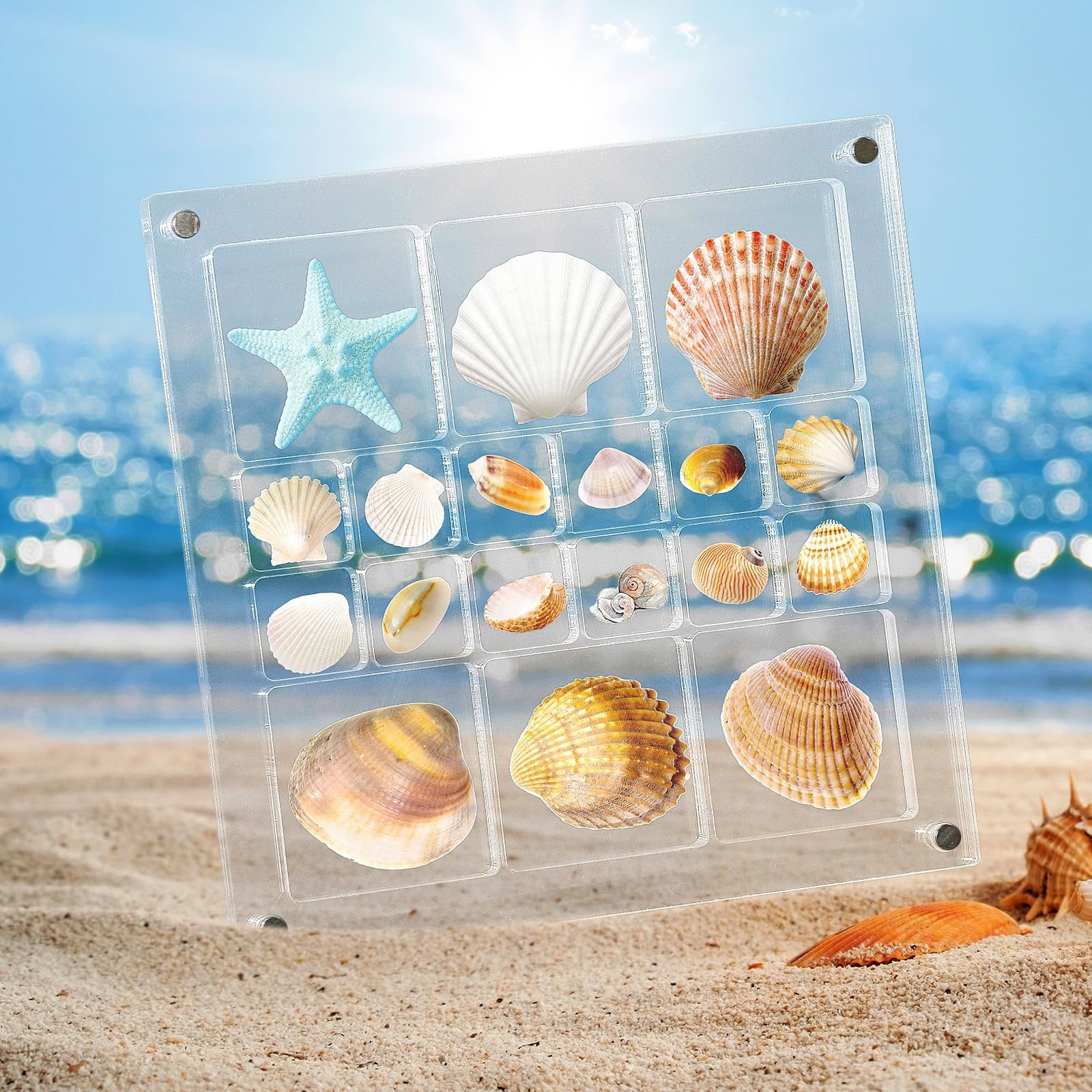 jiacuix Storage & Organization Acrylic Magnetic Seashell Display Box ...