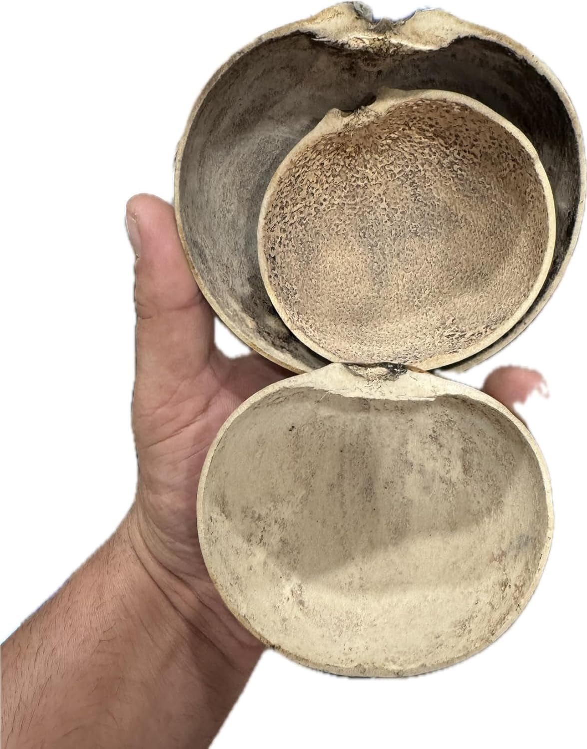 jicaras de guira 3-6" de diametro jicaras de santeria (3 pieces per order) elegua shango yemaya ...