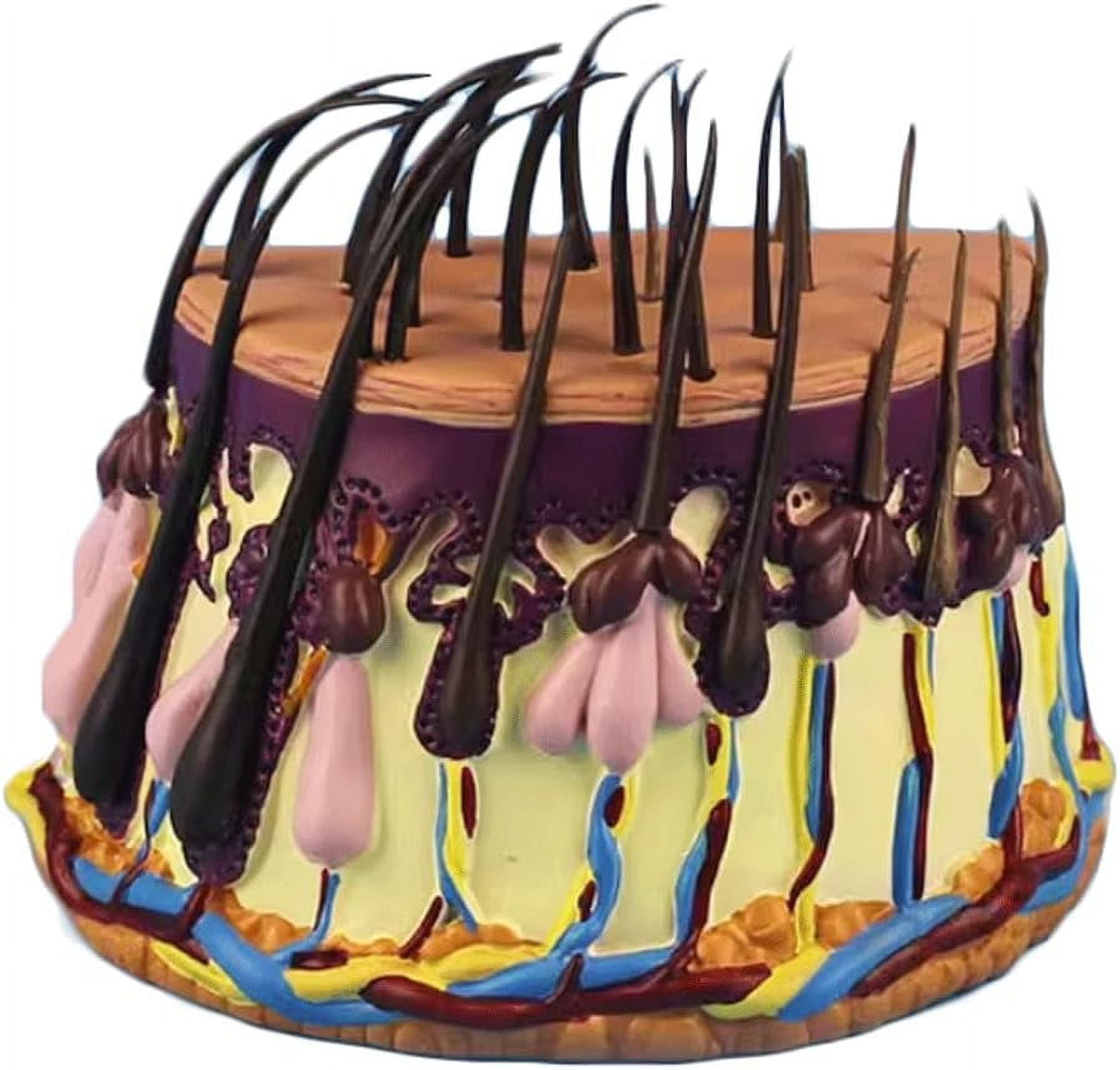 keyasia Hair Skin Cross-Section Zoom Model Hair Growth Cycle Model Hair ...