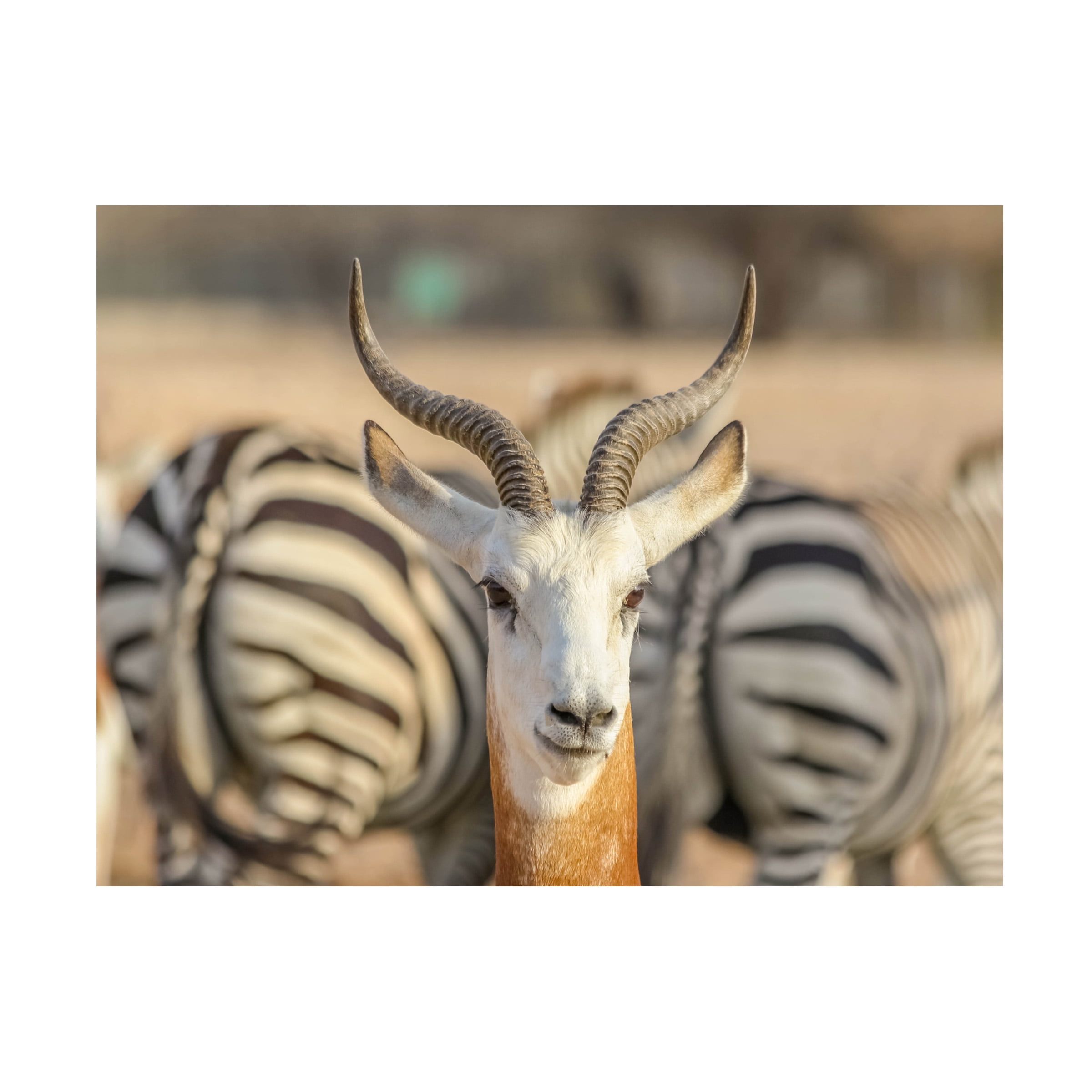 khalid jamal 'Portrait with Zebra background' Canvas Art - Walmart.com