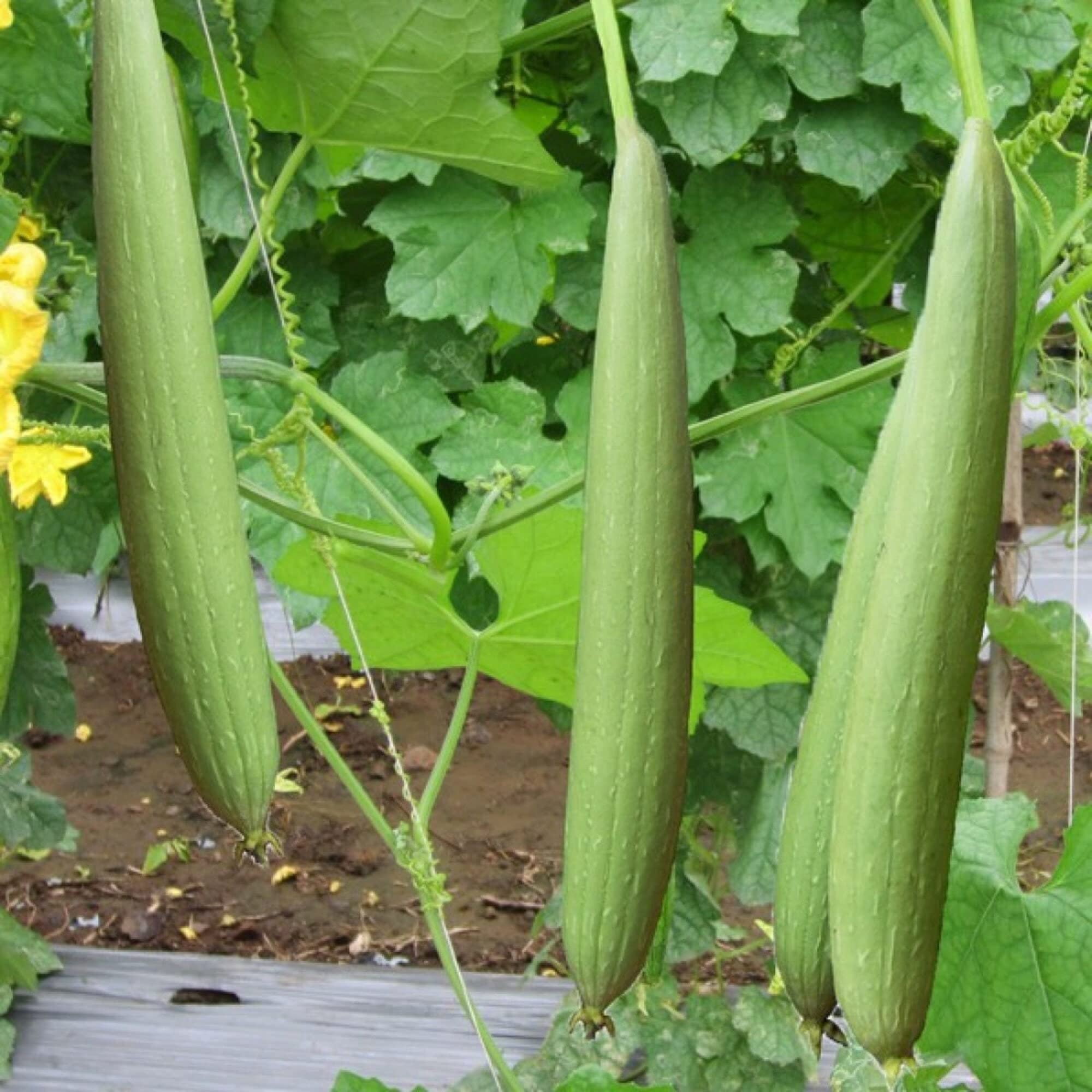 kitchenseeds (20) Asian Vegetable Edible Luffa Seeds , Long Smooth ...