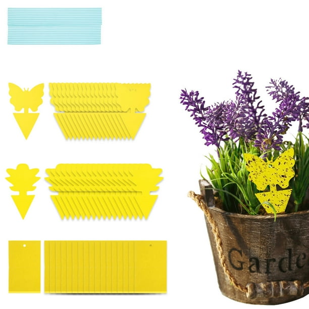 kitwin Fungus Gnat Paper Trap Sticky Board Fly Insect Glue Catcher ...