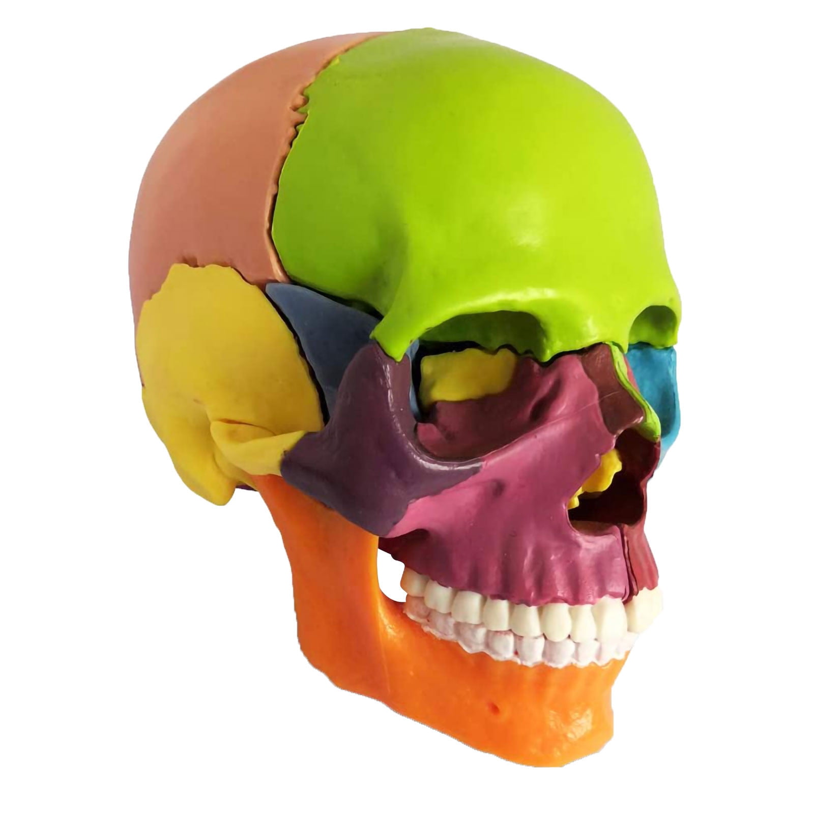 kjfeif 15 Parts Assembled Skull Model Palm-Sized Mini Human Color ...