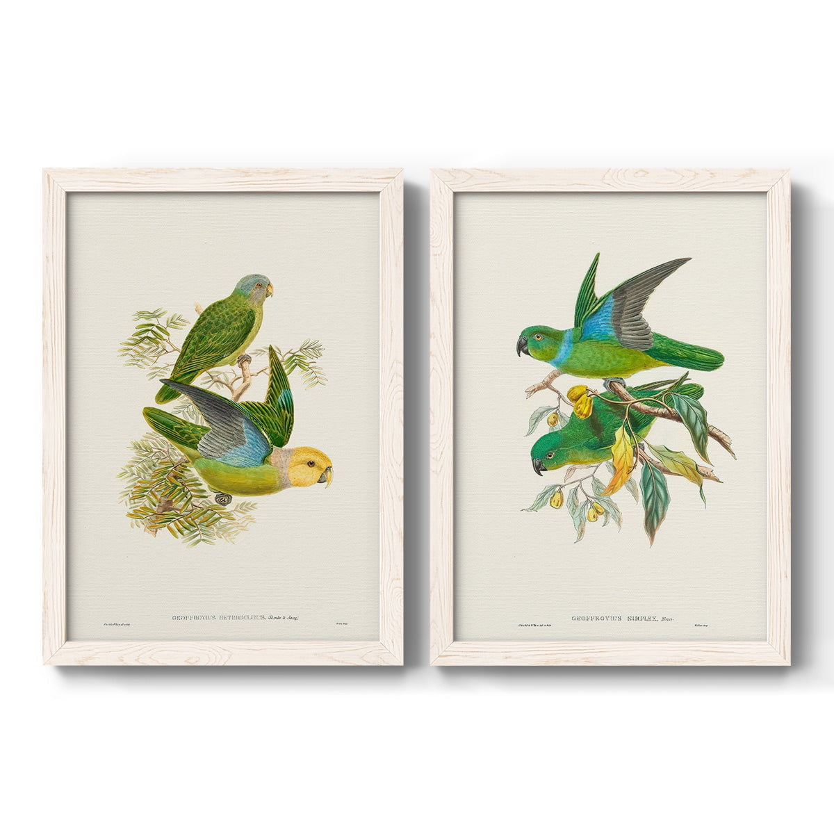Lime & Cerulean Parrots I - Premium Framed Canvas 2 Piece Set - Ready ...