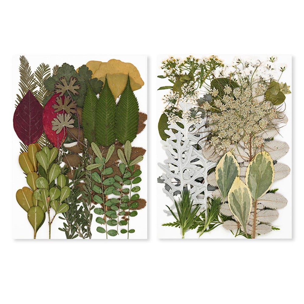 linyes 2 Sets Dried Flower Handmade Pressed Flower Real Flower DIY ...