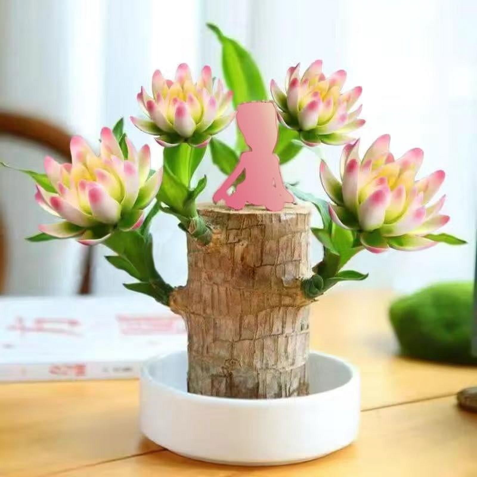 lucky trees, bring you luck and increase wealth, mysterious doll with ...