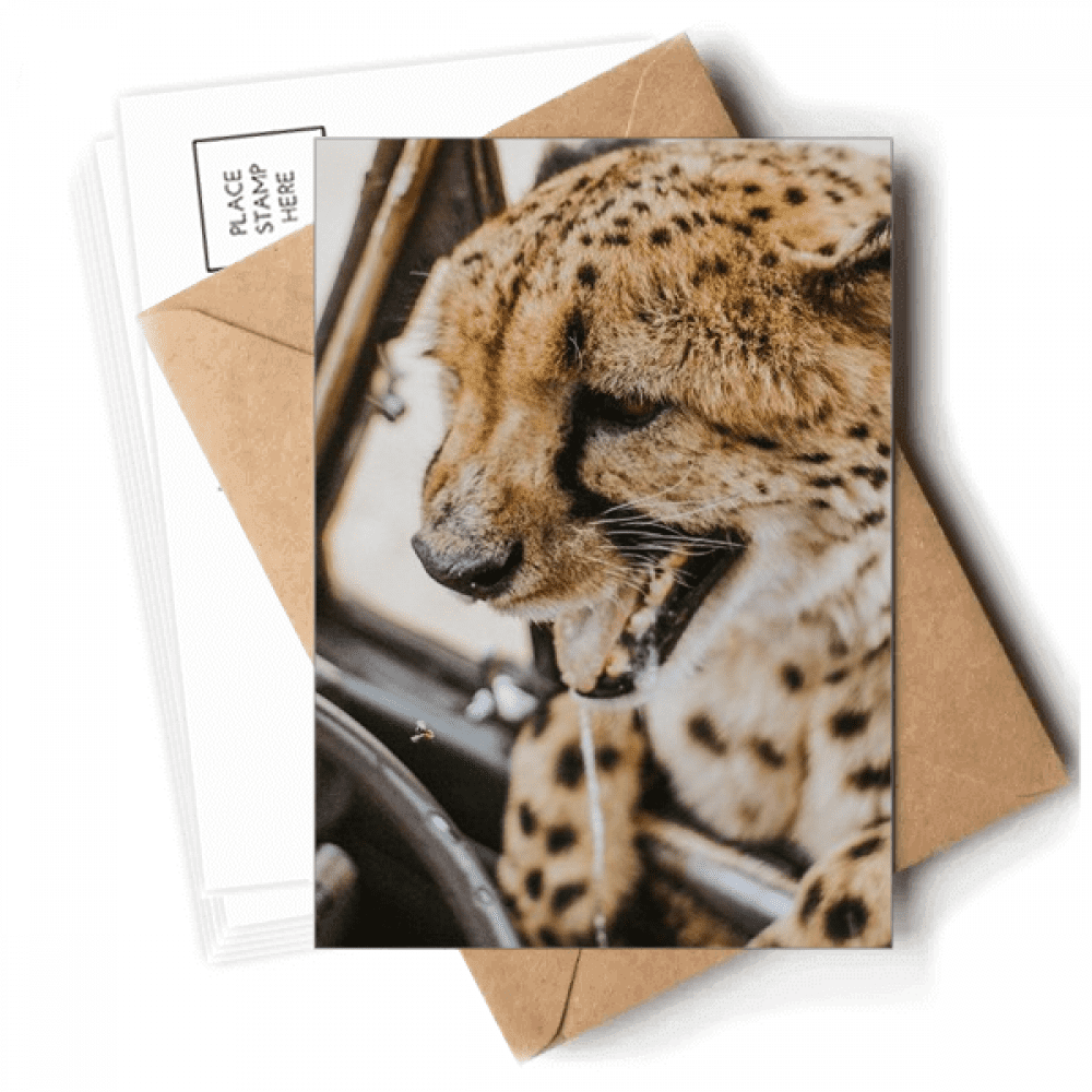 m Animal Leopard Postcards Envelopes Blank Note Cards Mailing - Walmart.com