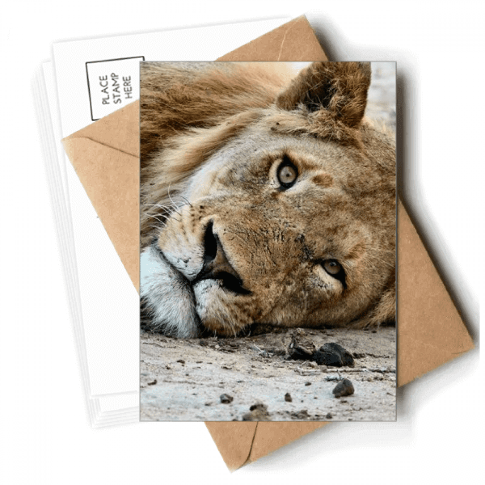 m Animal Lion Postcards Envelopes Blank Note Cards Mailing - Walmart.com