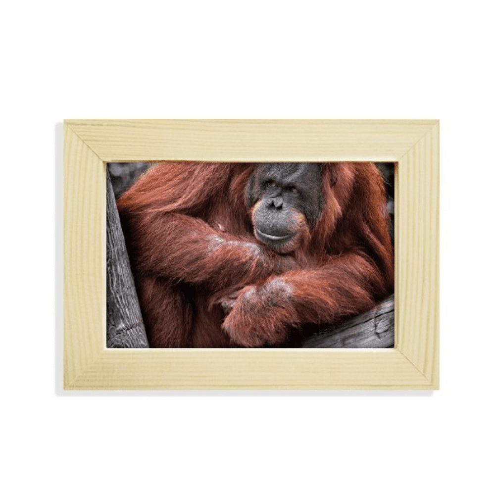 m Animal Orang-utan Desktop Decorate Photo Frame Picture Art Painting ...