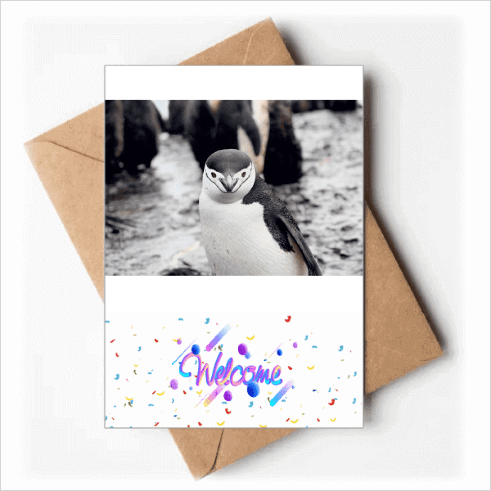 m Animal Penguin Welcome Back Greeting Cards Envelopes Blank - Walmart.com