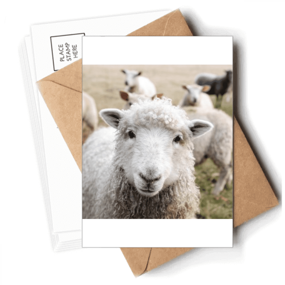 m Sheep Animal Picture Postcards Envelopes Blank Note Cards Mailing ...